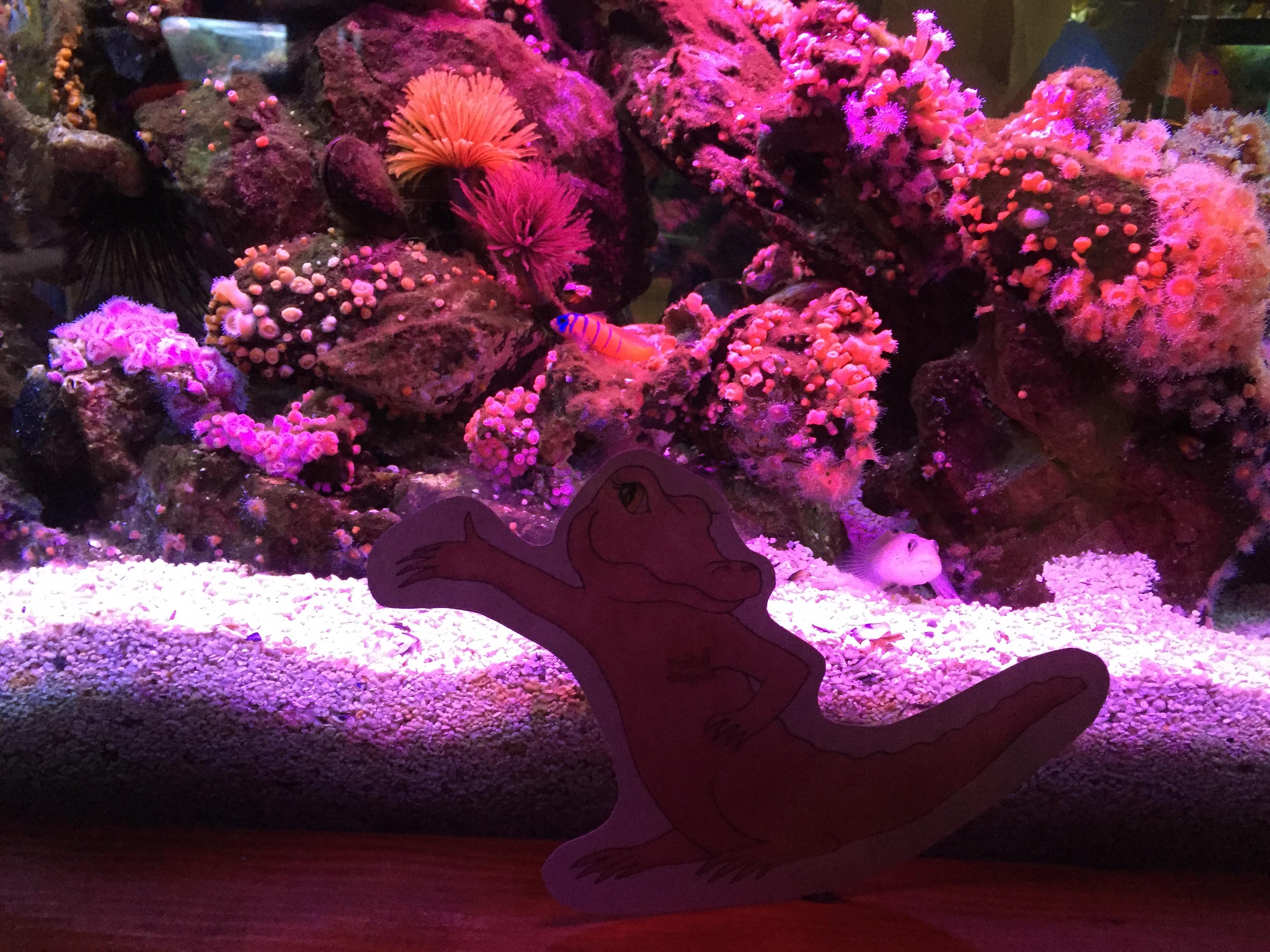 Pink Baby Alligator and the Pink Aquarium – Judith A. Barrett – Author