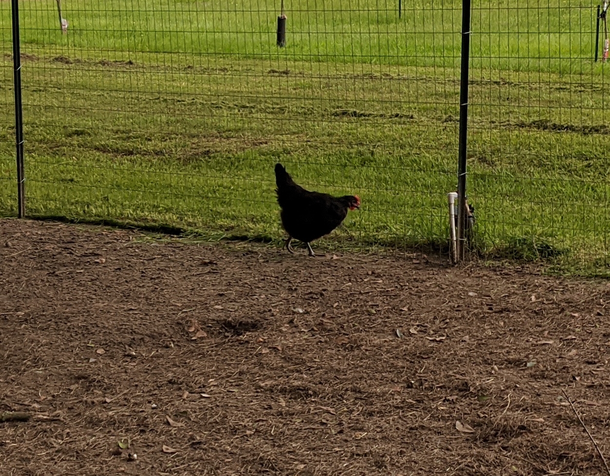 Old Hens Know All the Tricks – Judith A. Barrett – Author